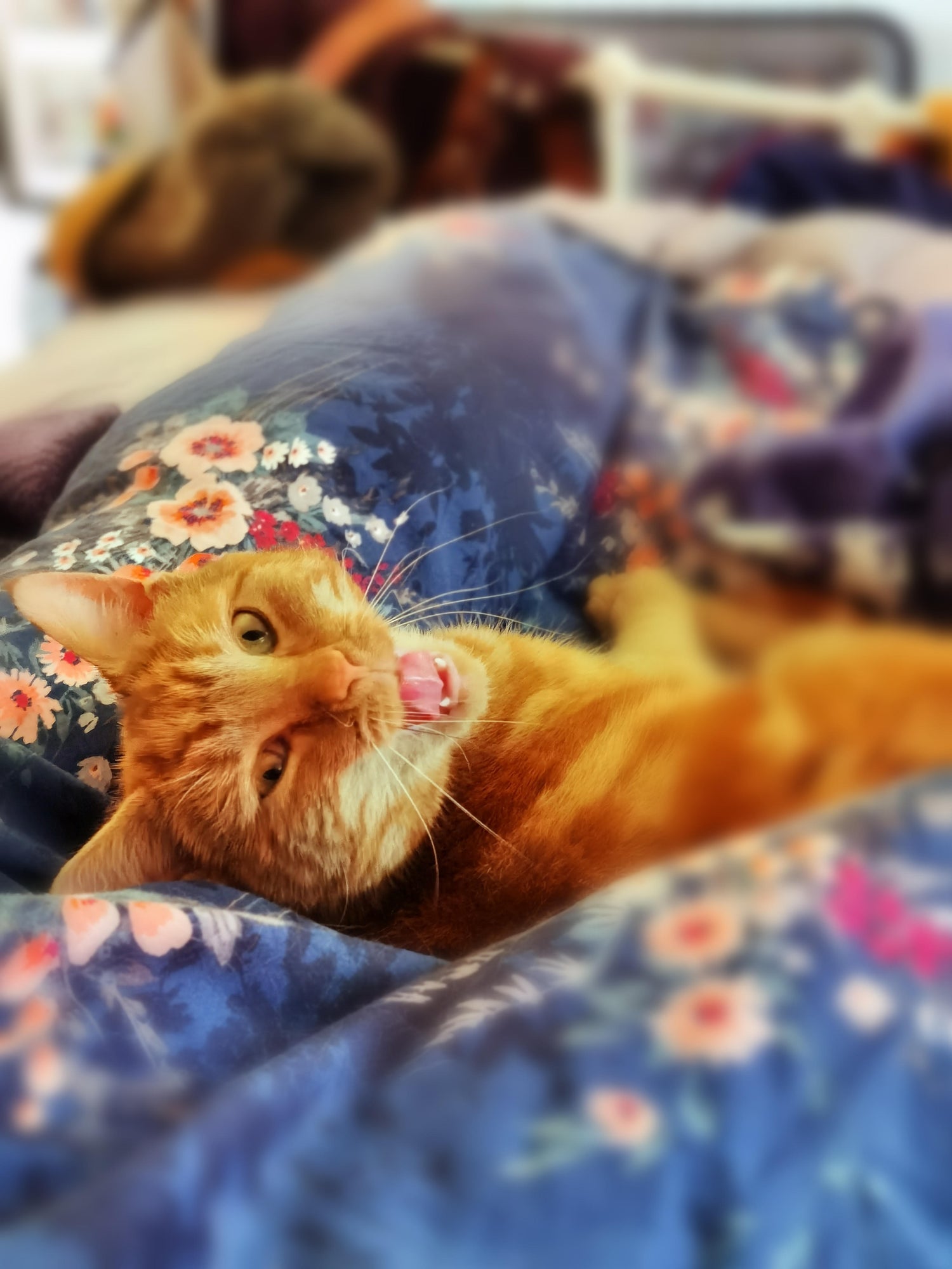 About our CEO (Cat Executive Officer) – The Merchant Princess